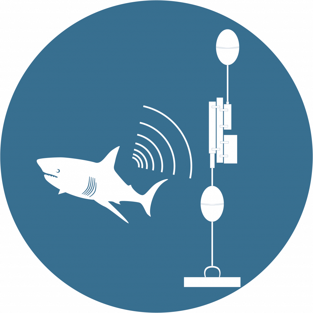 4.7. Shark migration – IMOS Ocean Report