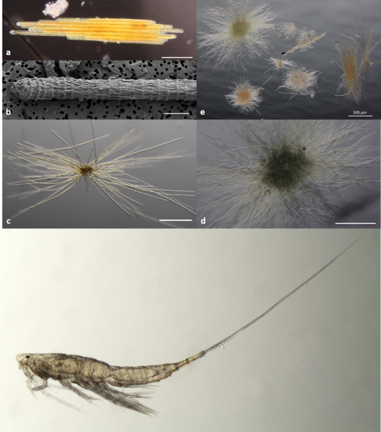 3.2. Trends in Trichodesmium – IMOS Ocean Report