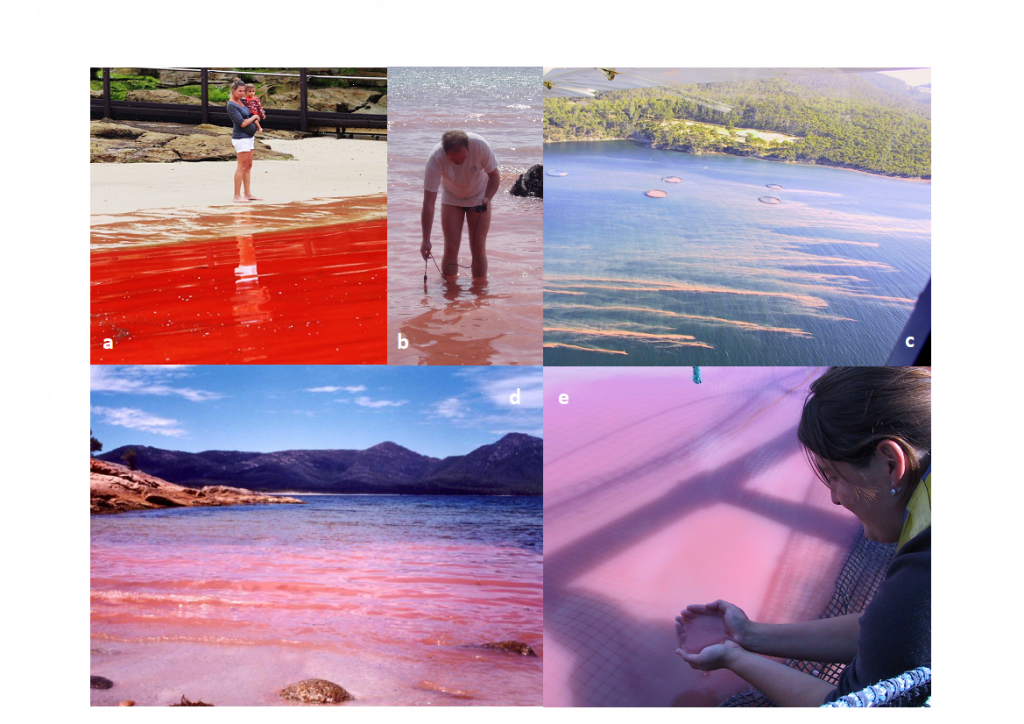 3.6. Range expansion of Noctiluca – IMOS Ocean Report