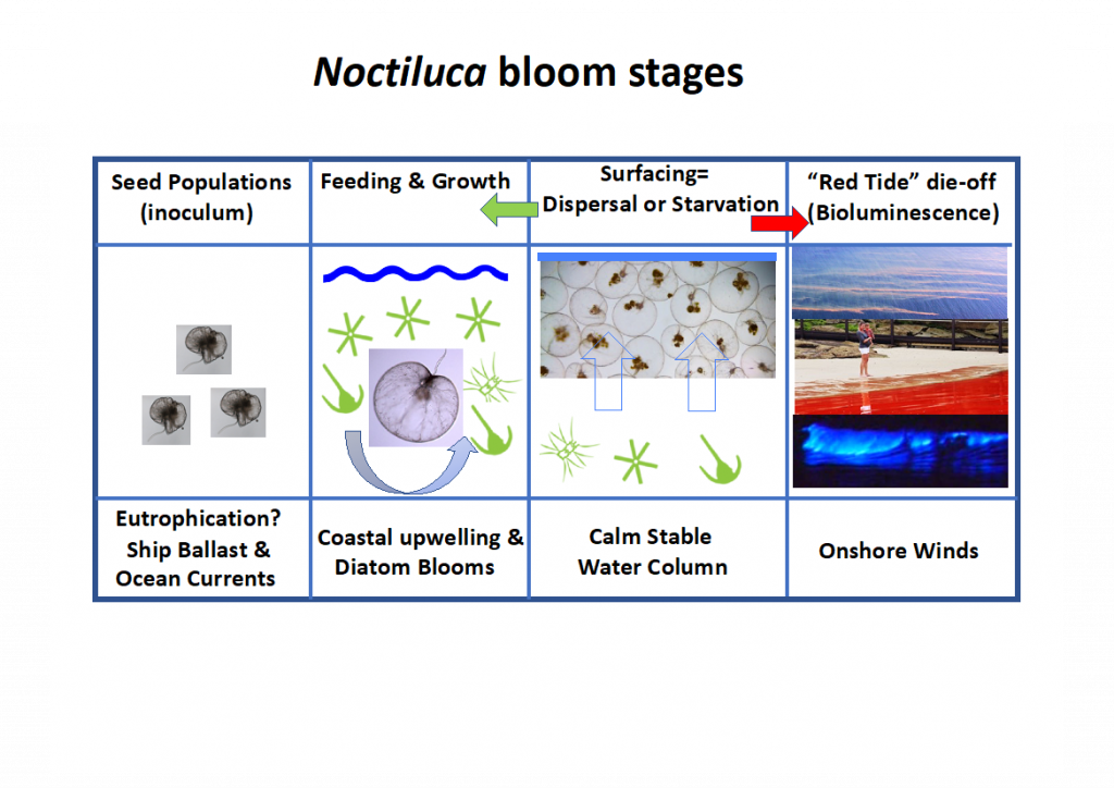 3.6. Range expansion of Noctiluca – IMOS Ocean Report