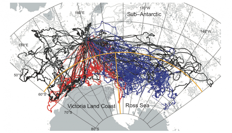 4.8. Elephant seal population trends – IMOS Ocean Report
